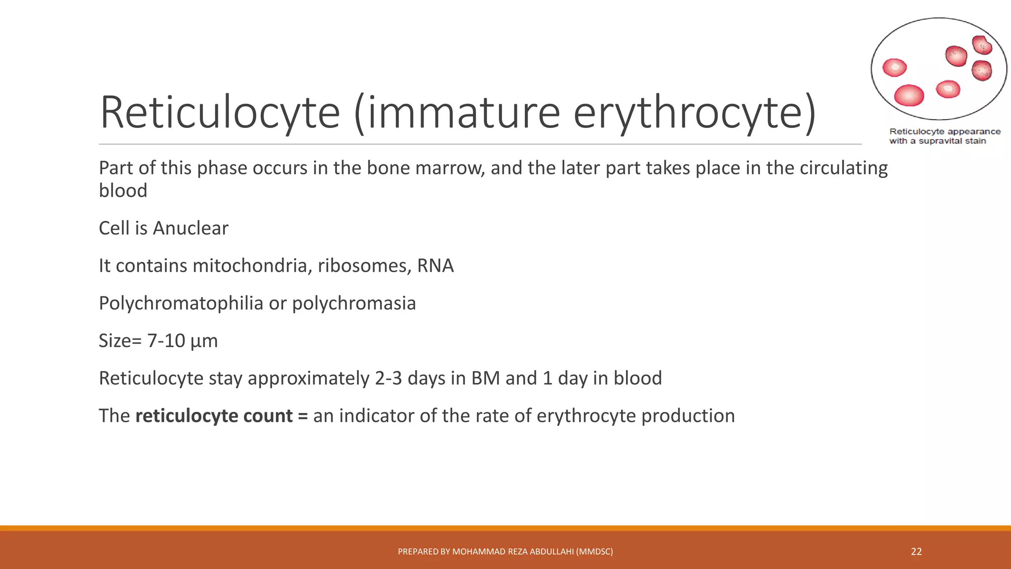 Hematopoiesis and Erythropoiesis | PDF
