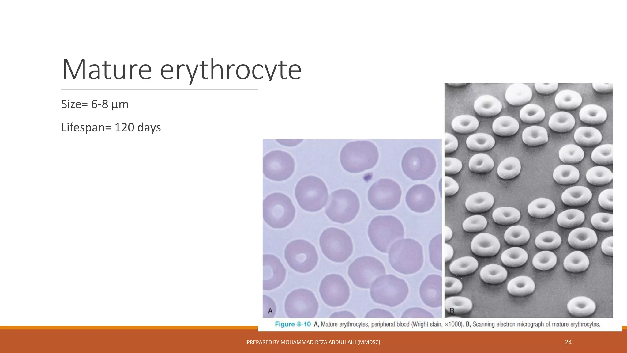 Hematopoiesis and Erythropoiesis | PDF