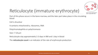 Hematopoiesis and Erythropoiesis | PDF