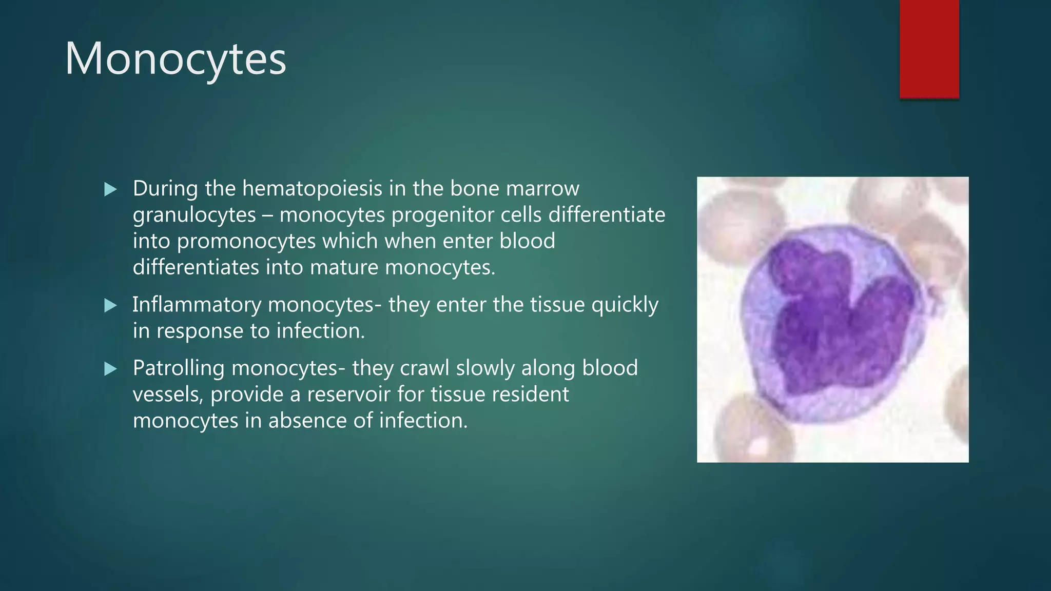 Hematopoeitic stem cells | PPTX