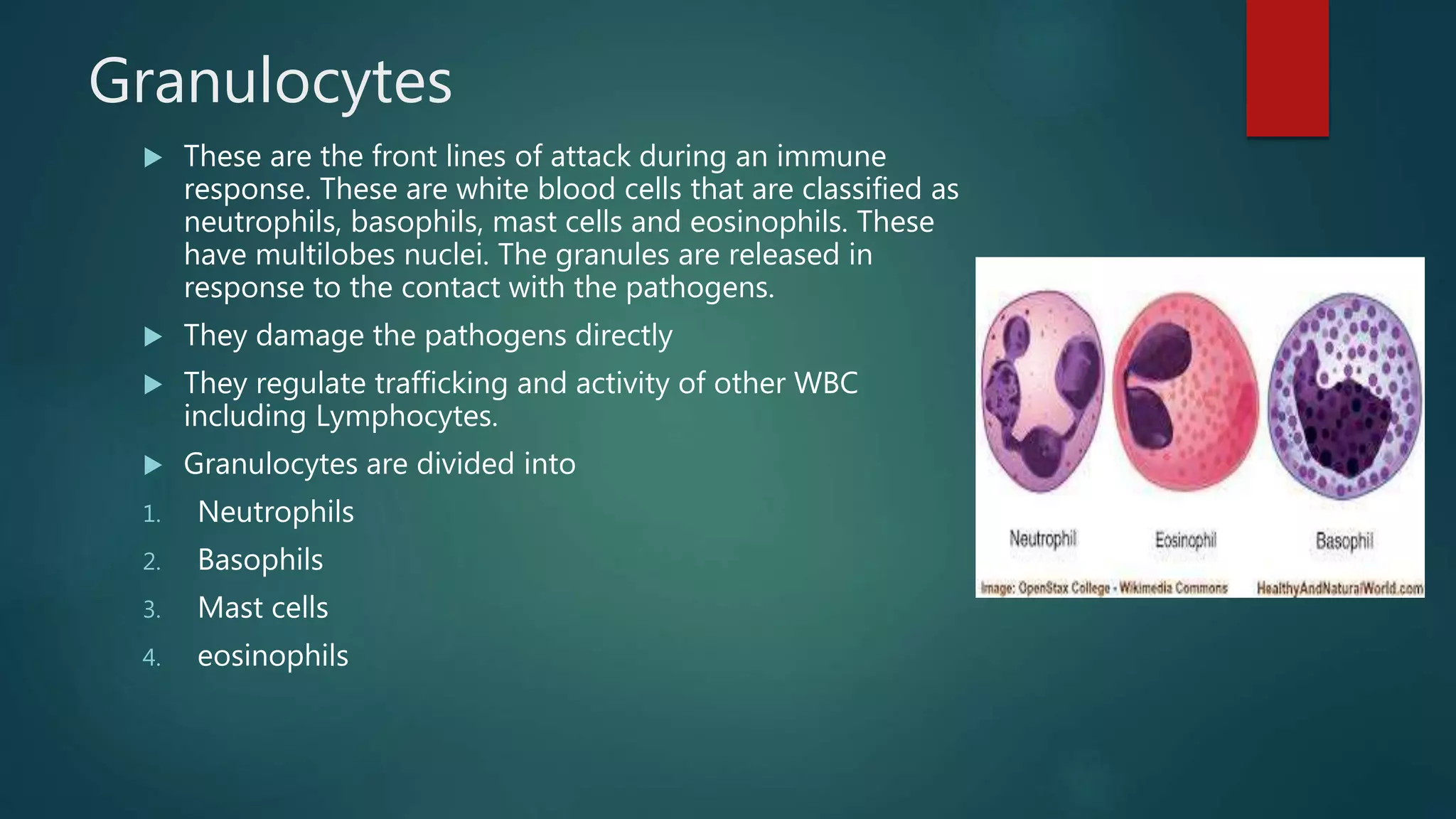 Hematopoeitic stem cells | PPTX