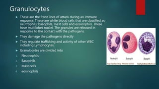 Hematopoeitic stem cells | PPTX