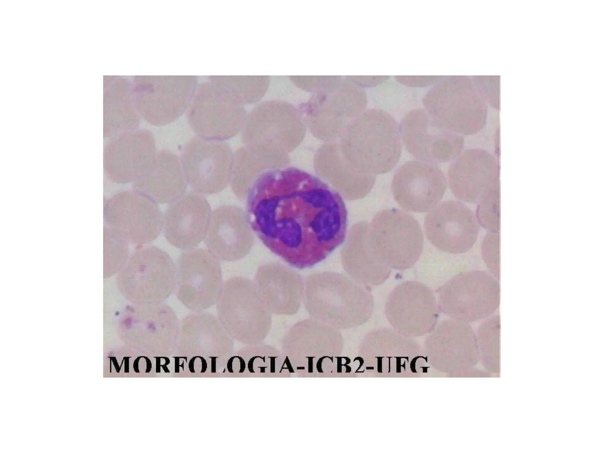 Hematopoese. Prof. Archangelo P. Fernandes Profa. Alessandra Barone.pdf