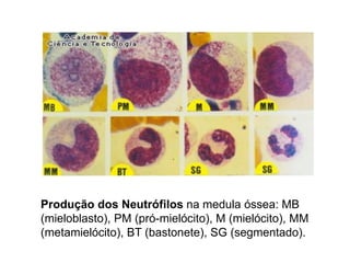 Hematopoese. Prof. Archangelo P. Fernandes Profa. Alessandra Barone.pdf