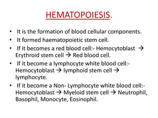 Hematopoesis | PPTX
