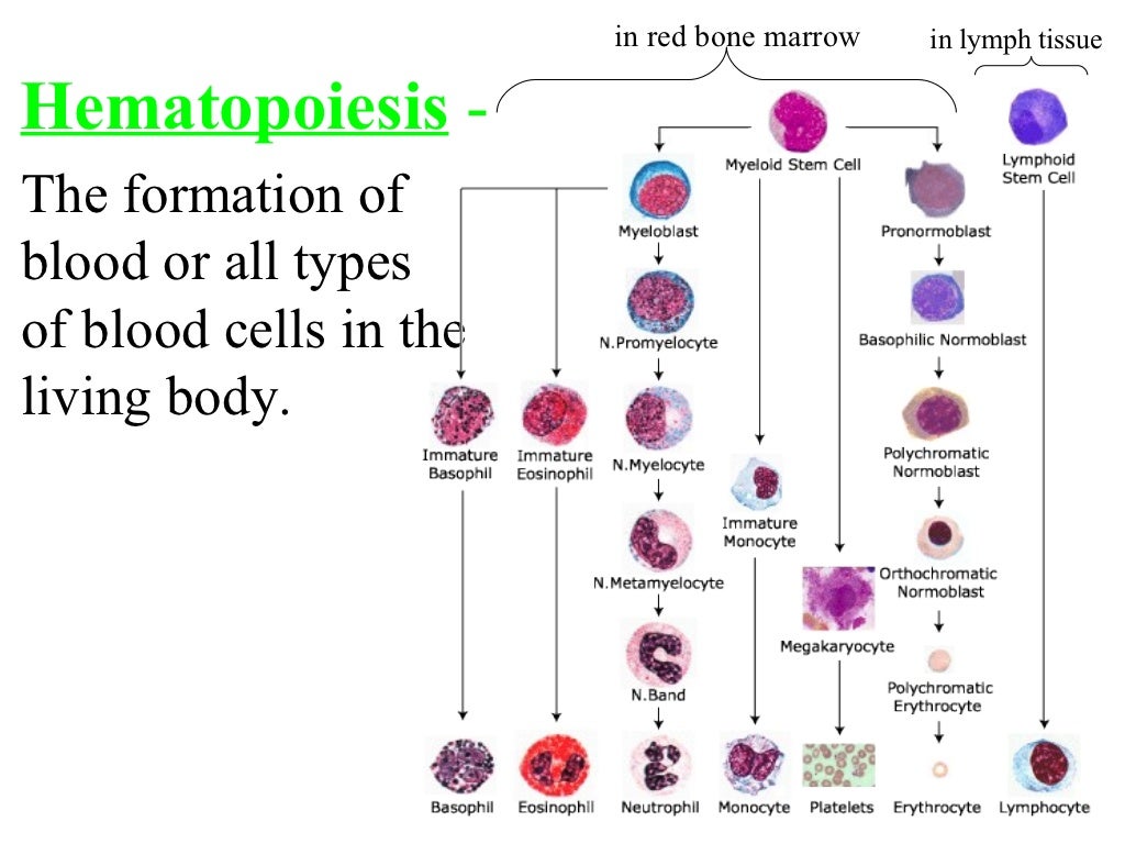 Hematopoiesis