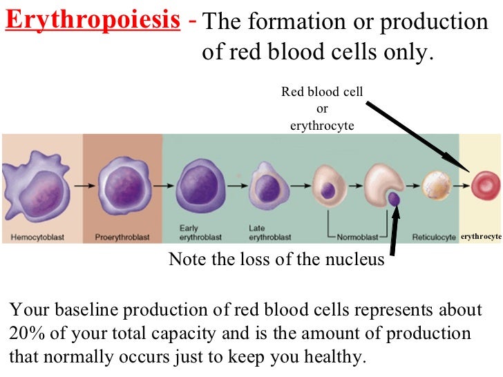 Hematopoiesis