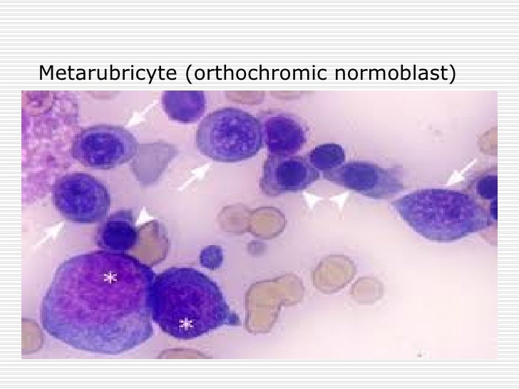 Hematopoiesis