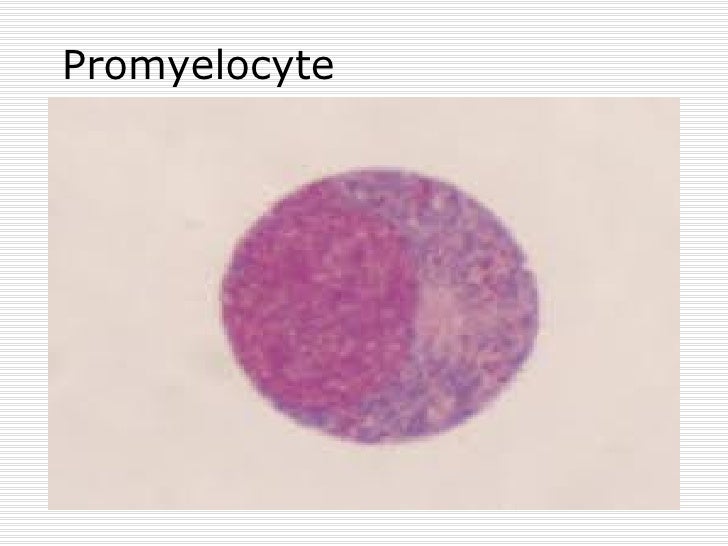 Promyelocyte Lineage