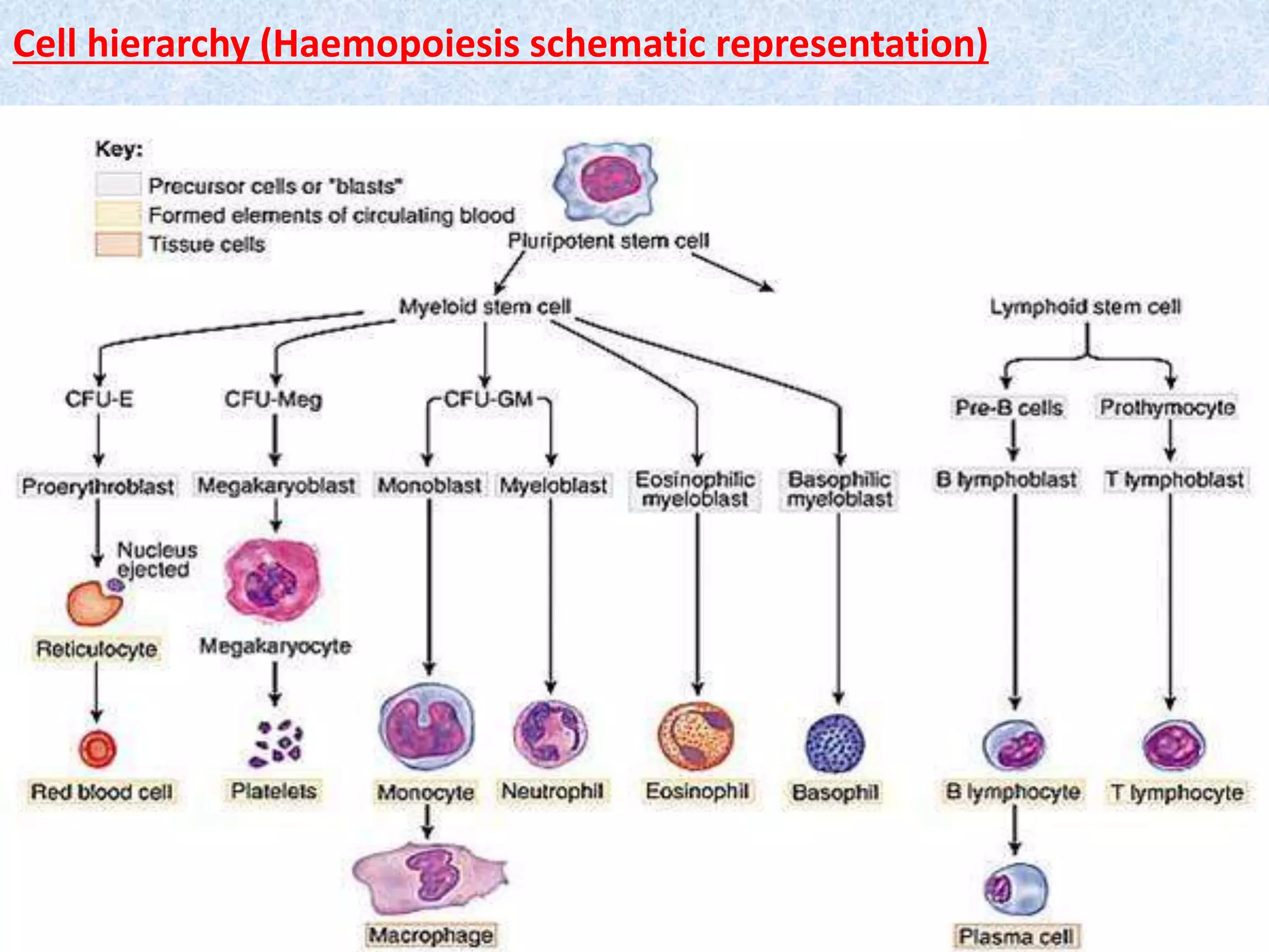 Hematopoiesis | PPTX