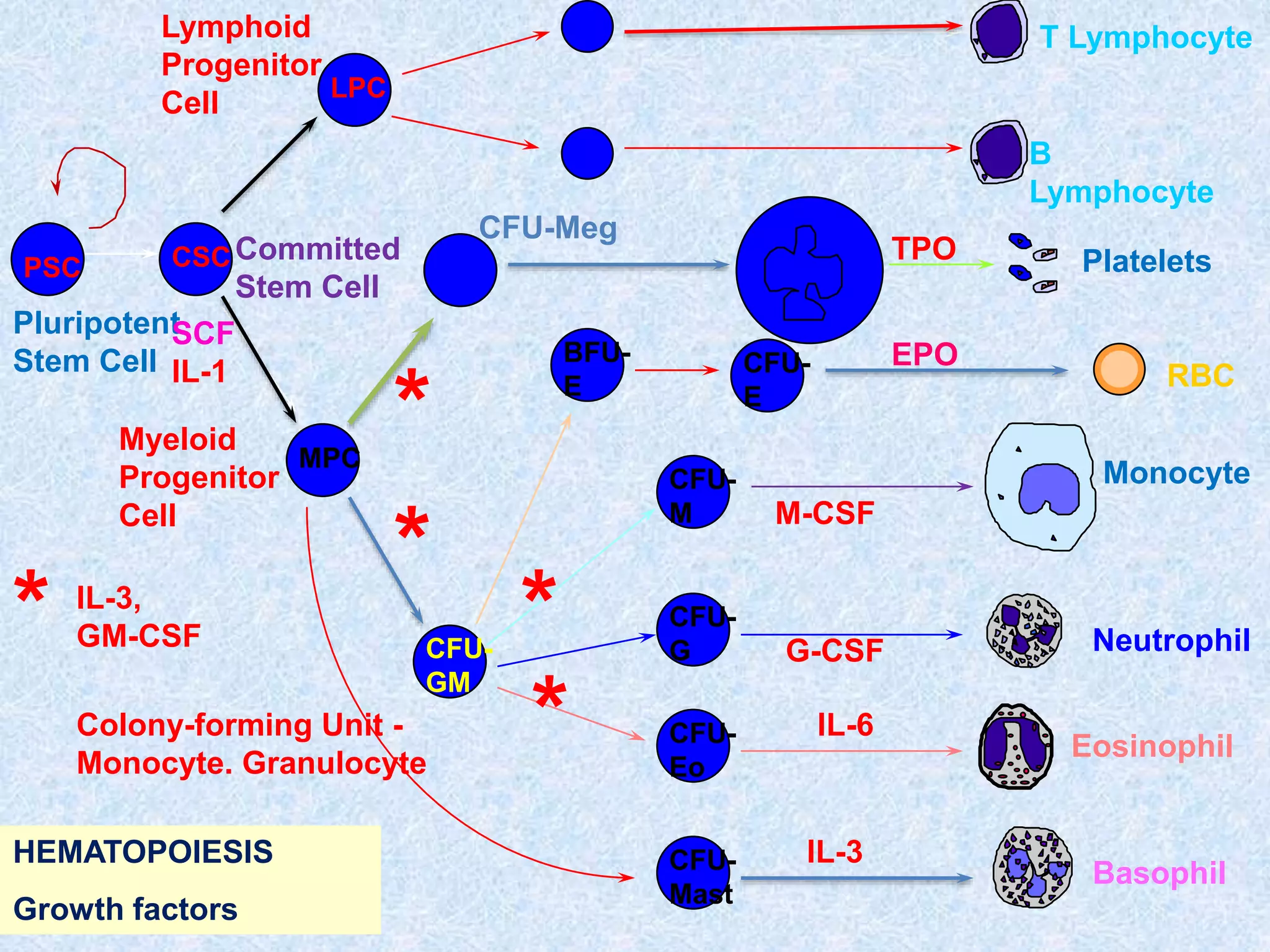 Hematopoiesis | PPTX