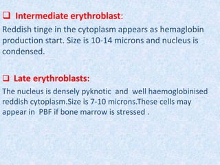Hematopoiesis | PPT