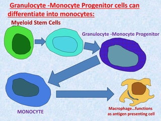Hematopoiesis | PPT