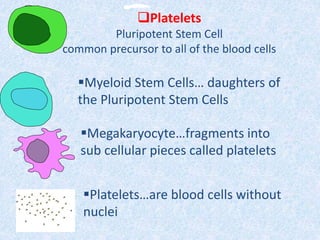 Hematopoiesis | PPT
