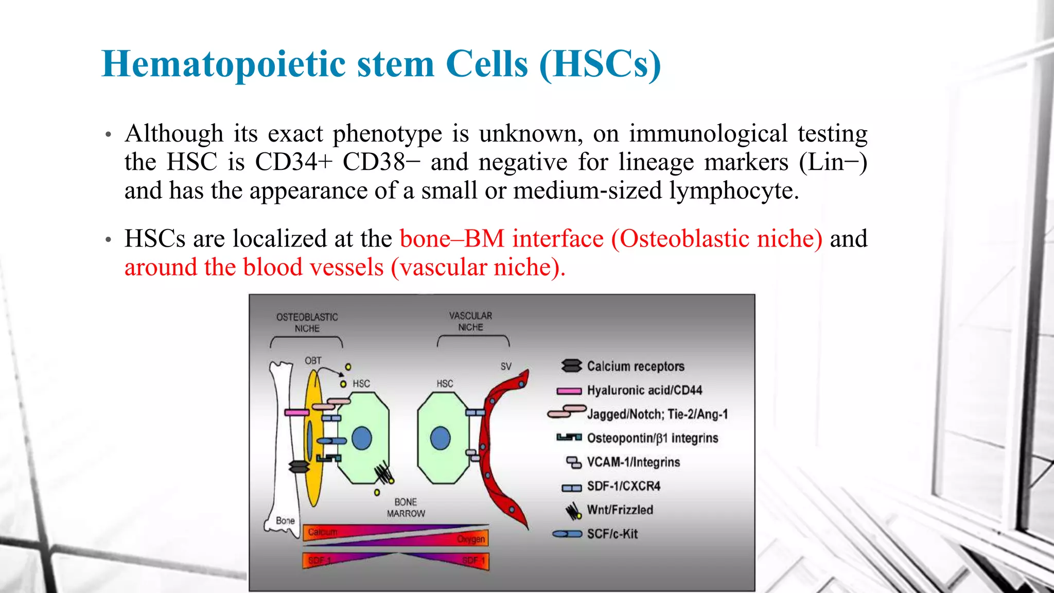 Hematopoiesis by SOlomon Suasb | PPTX