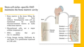 Hematopoiesis | PPTX