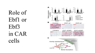 Hematopoiesis | PPTX
