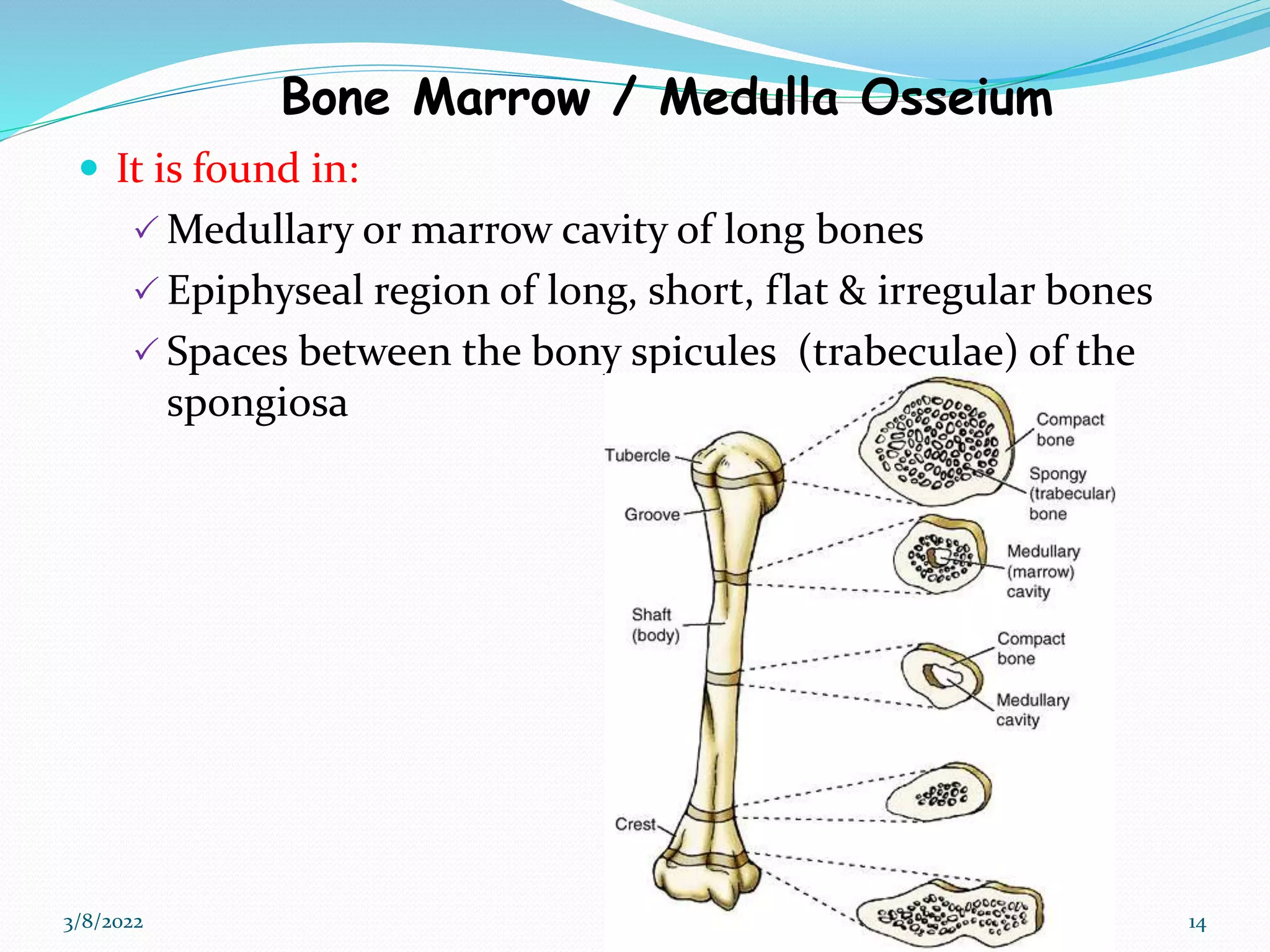 Hematopoiesis | PPTX