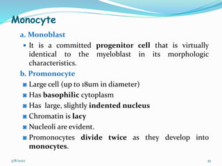 Hematopoiesis | PPTX