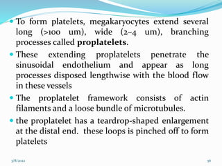 Hematopoiesis | PPTX