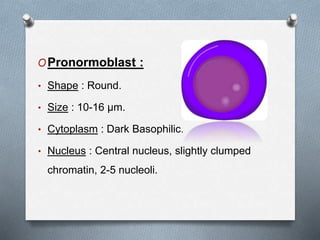 Hematopoiesis | PPT