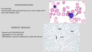 Hematopoiesis Pptx