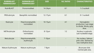 hematopoiesis.pptx