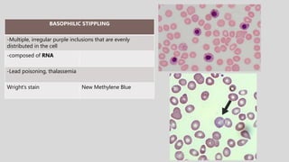 hematopoiesis.pptx