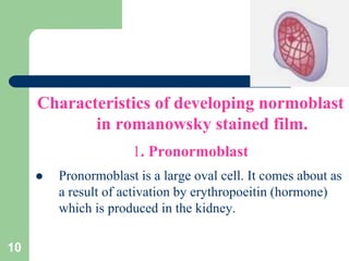 Hematopoiesis.ppt