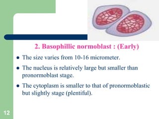 Hematopoiesis.ppt