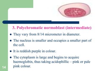 Hematopoiesis.ppt