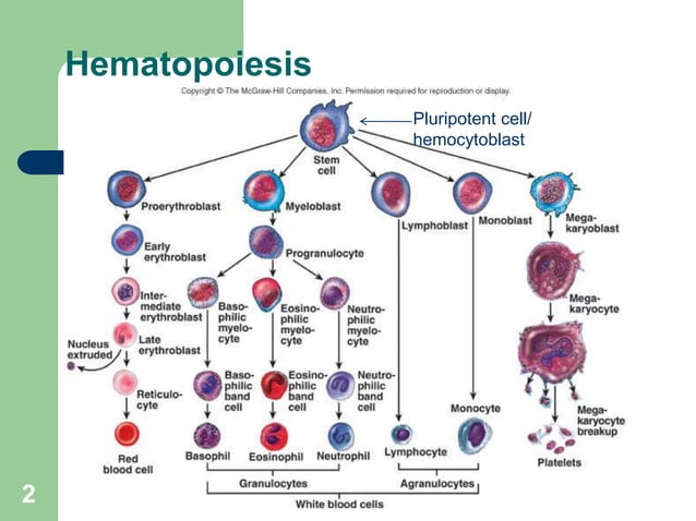 Hematopoiesis.ppt