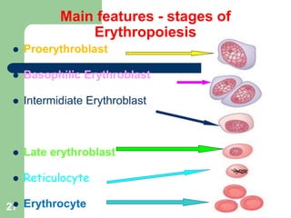 Hematopoiesis.ppt