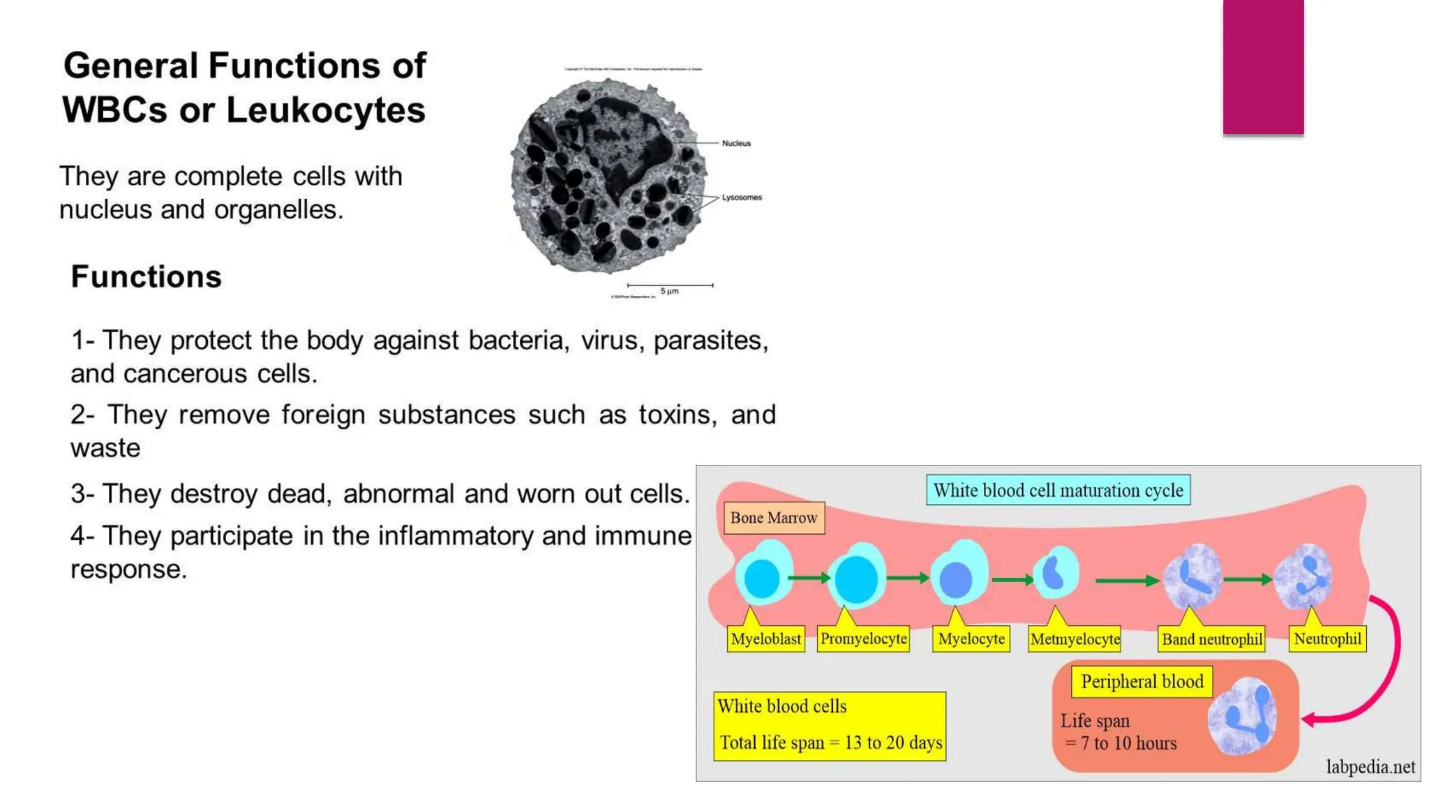 HEMATOPOIESIS - formation of blood cells | PPTX HEMATOPOIESIS - formation of blood cells | PPTX