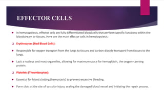 HEMATOPOIESIS - formation of blood cells | PPTX