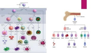 HEMATOPOIESIS - formation of blood cells | PPTX