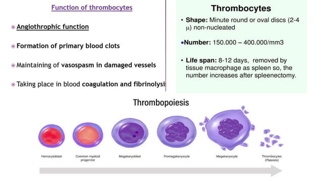 HEMATOPOIESIS - formation of blood cells | PPTX | Blood Disorders ...