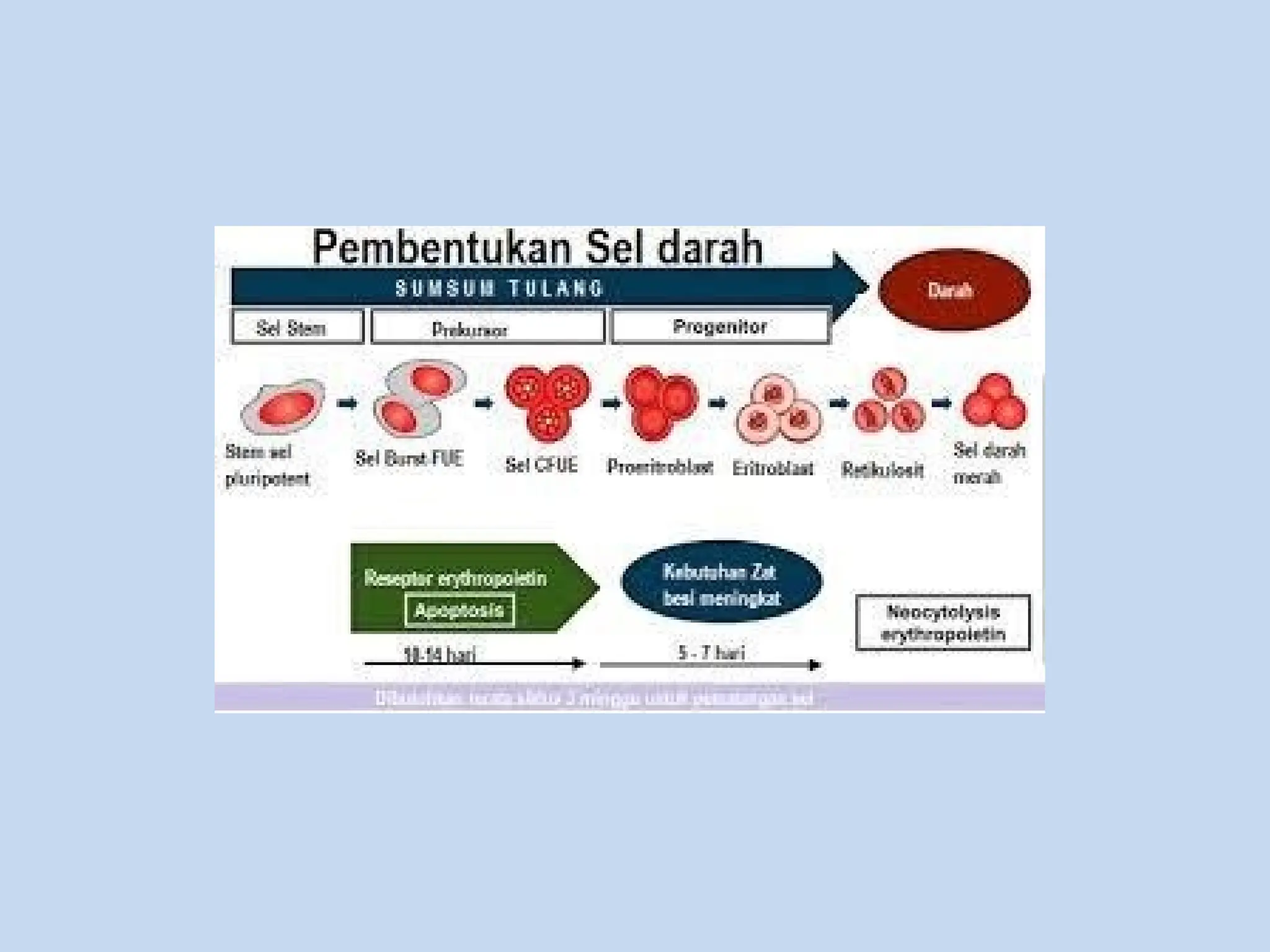 HEMATOPOIESIS pptx pembentukan sel darah | PPTX