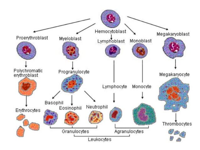 hematopoiesis (formation of blood) .pptx