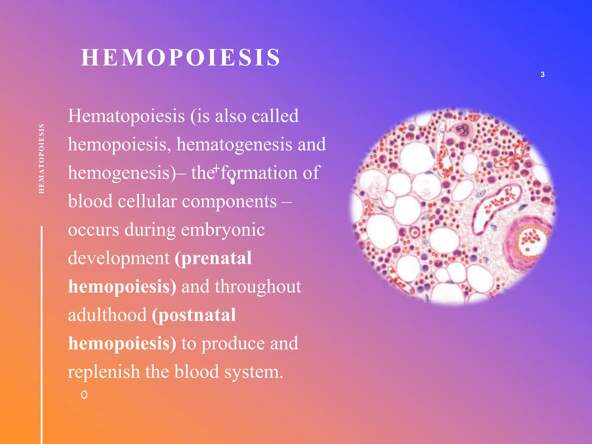 hematopoiesis histology - maha hammady.pptx