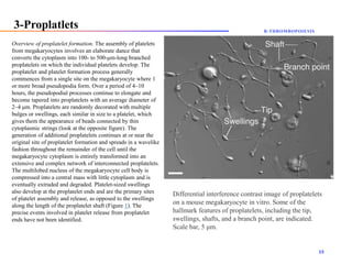 hematopoiesis histology - maha hammady.pptx