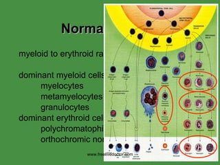 Hematopoiesis 06 07 | PPT
