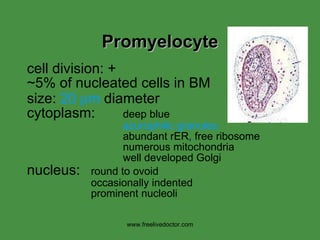 Hematopoiesis 06 07 | PPT