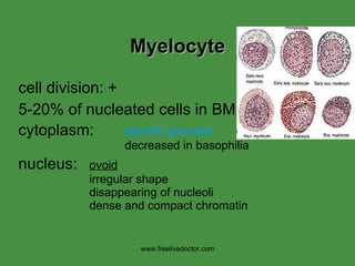 Hematopoiesis 06 07 | PPT