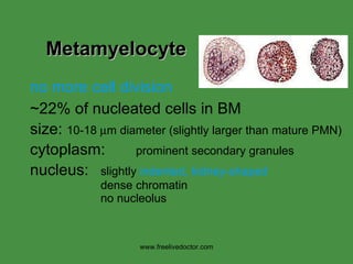 Hematopoiesis 06 07 | PPT