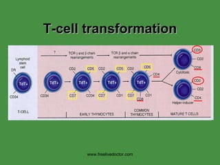 Hematopoiesis 06 07 | PPT