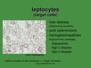 Hematopoiesis 06 07 | PPT