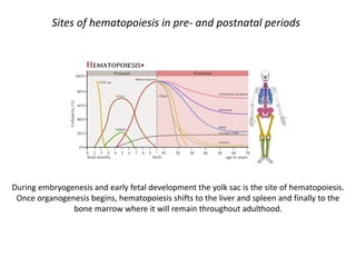 Hematopoiesis_14092023_MDG.pdf