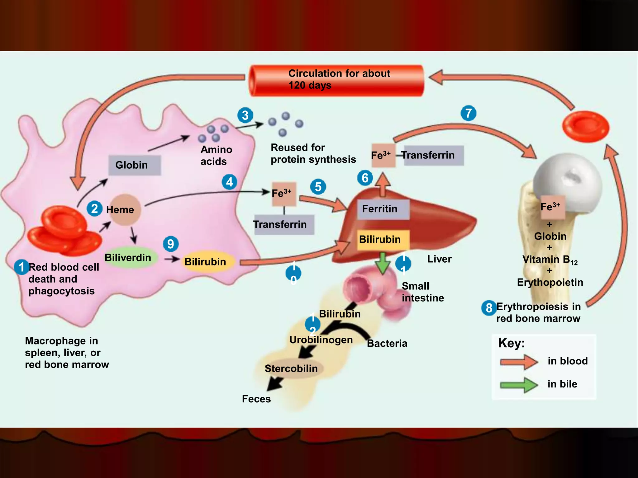 Hematopoiesis 2016 Formation of Blood Cells.ppt