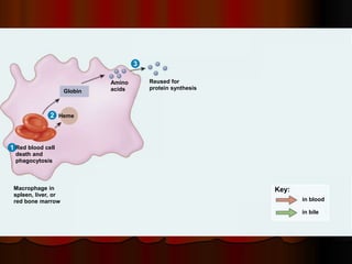 Hematopoiesis 2016 Formation of Blood Cells.ppt